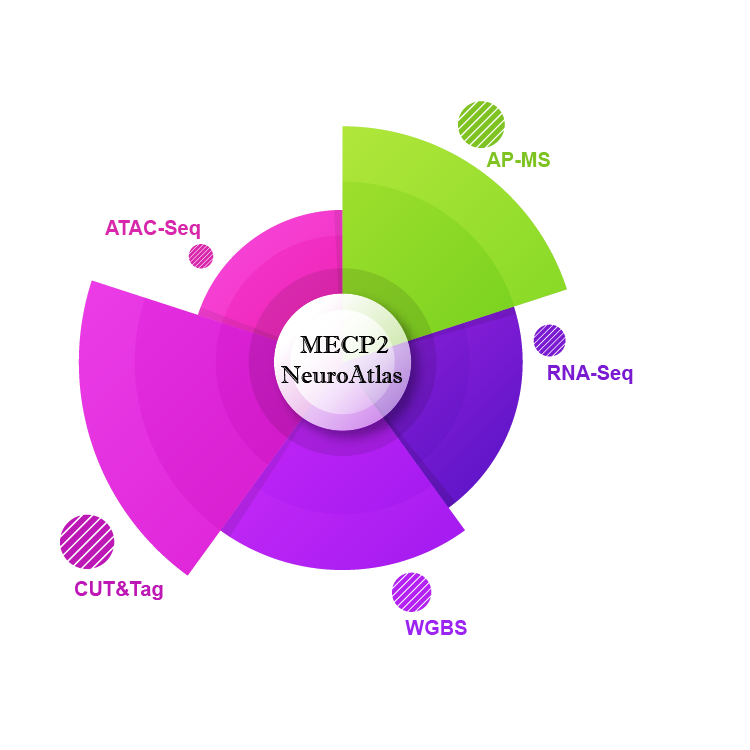 mecp2_neuroatlas